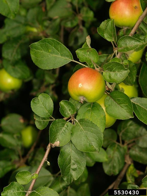 crabapple and apple (Genus Malus P. Mill.)