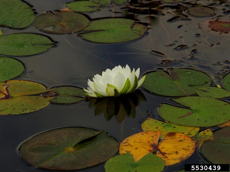 fragrant waterlily (Nymphaea odorata Ait.)