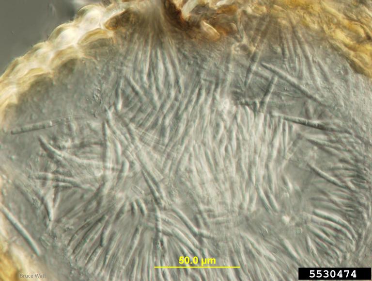 Septoria leaf spot and cankers (Genus Septoria Sacc.)