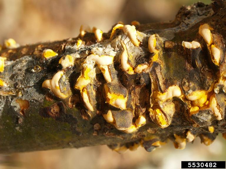 white pine blister rust (Cronartium ribicola J. C. Fisch.)