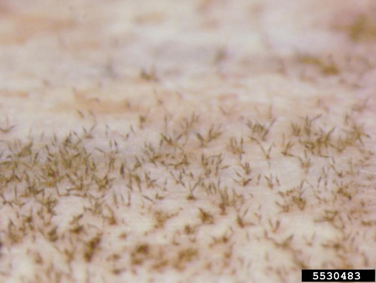 purple blotch (Alternaria porri)