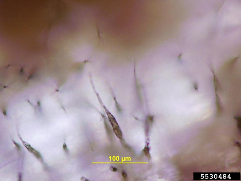 purple blotch (Alternaria porri)