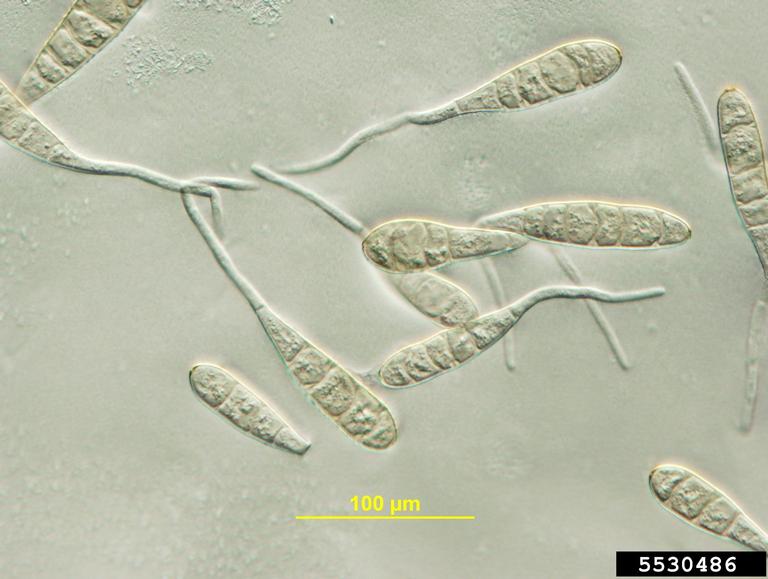purple blotch (Alternaria porri (Ellis) Cif.)