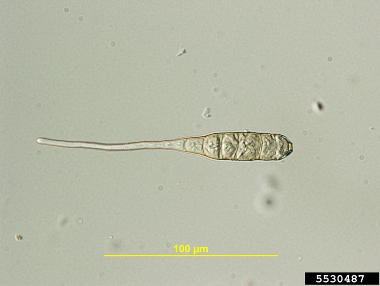 purple blotch (Alternaria porri)