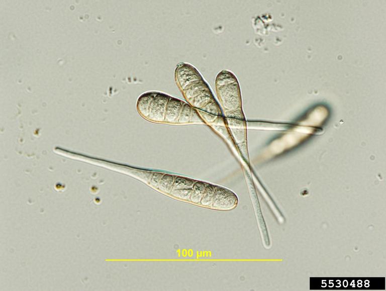 purple blotch (Alternaria porri)