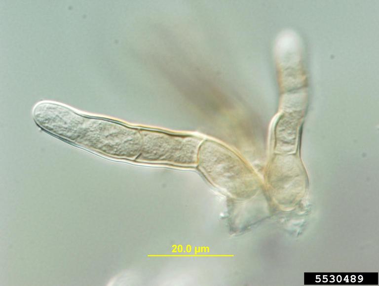 purple blotch (Alternaria porri)