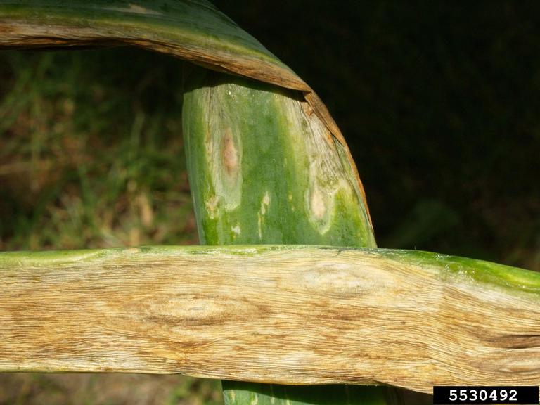 purple blotch (Alternaria porri (Ellis) Cif.)
