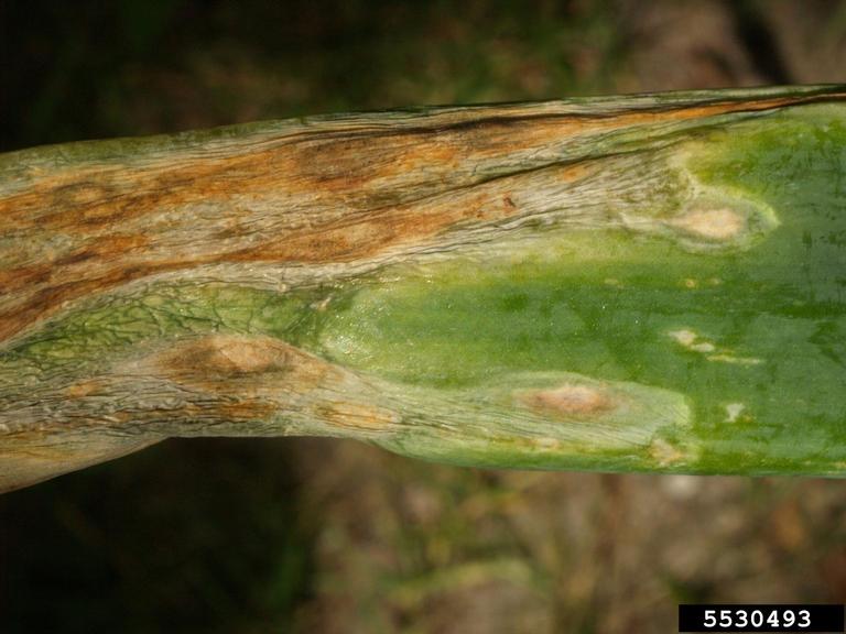 purple blotch (Alternaria porri (Ellis) Cif.)