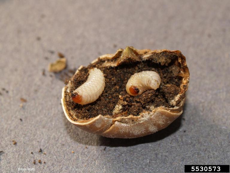 acorn and nut weevils (Genus Curculio)