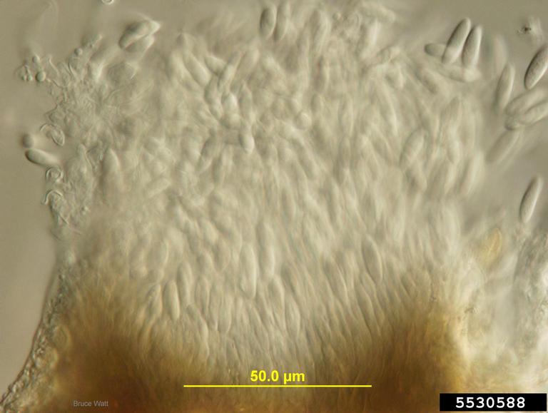 anthracnose (Genus Colletotrichum Corda)
