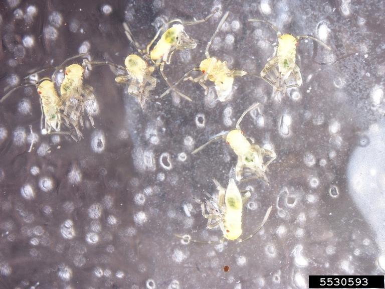 plant bugs (Family Miridae)