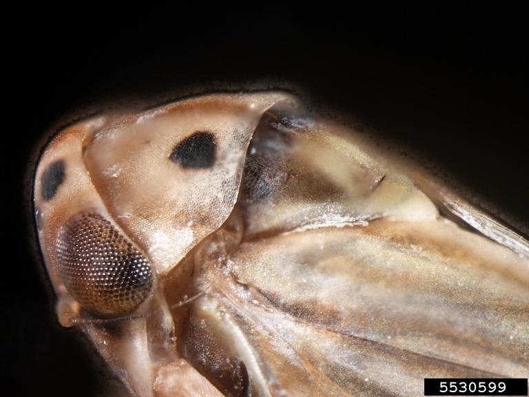 leafhoppers (Genus Agallia Curtis 1833)