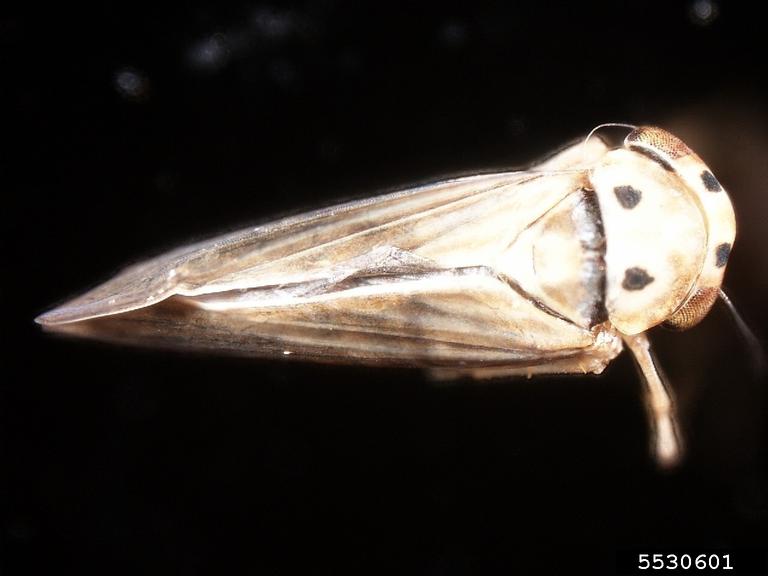 leafhoppers (Genus Agallia Curtis 1833)