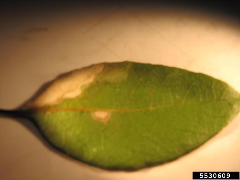 laurel scale (Aonidia lauri (Bouché, 1833))