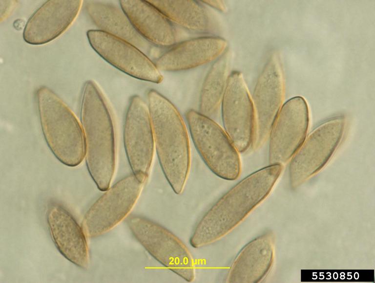 pear scab (Venturia pirina Aderh.)