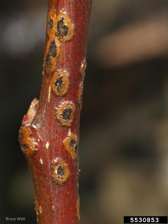 pear scab (Venturia pirina)