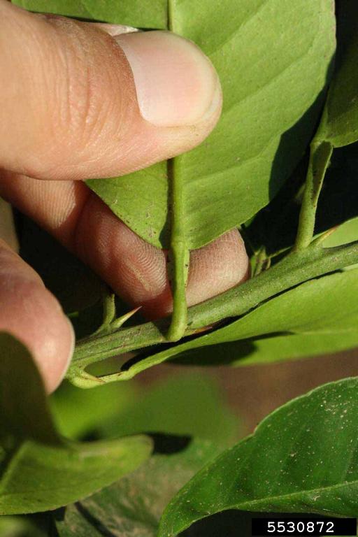 Perlis (Citrus paradisi cv. Perlis)