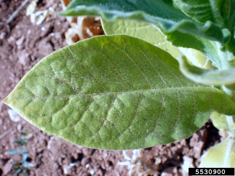 onion thrips (Thrips tabaci)