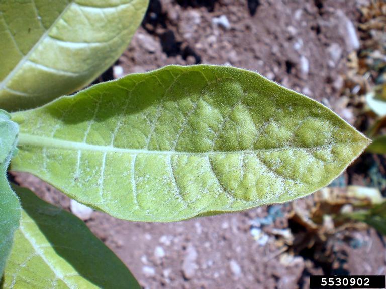 onion thrips (Thrips tabaci Lindeman, 1889)