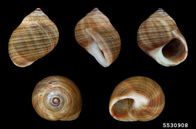 winkle sea snail (Littorina littorea (Linnaeus, 1758))