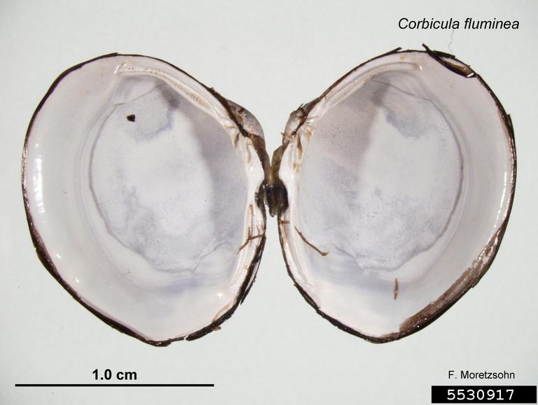 freshwater golden clam, Corbicula fluminea (Veneroida: Cyrenidae) - 5530917