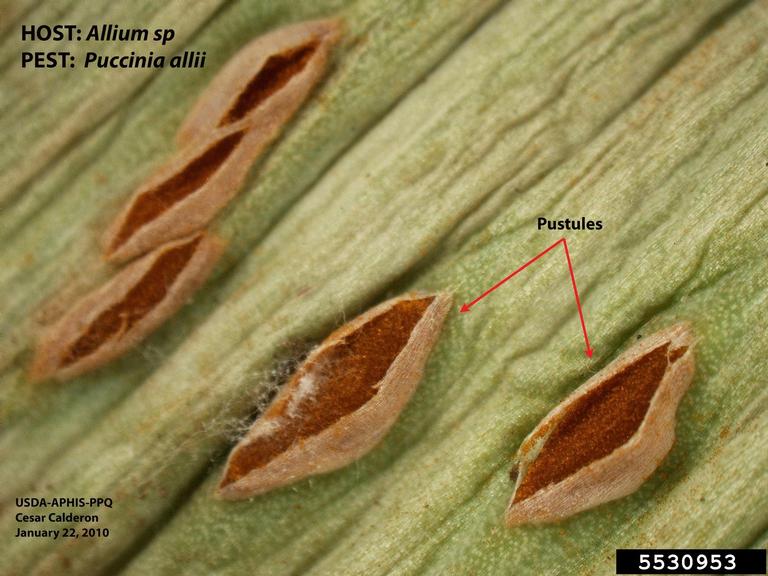 onion rust (Puccinia allii)