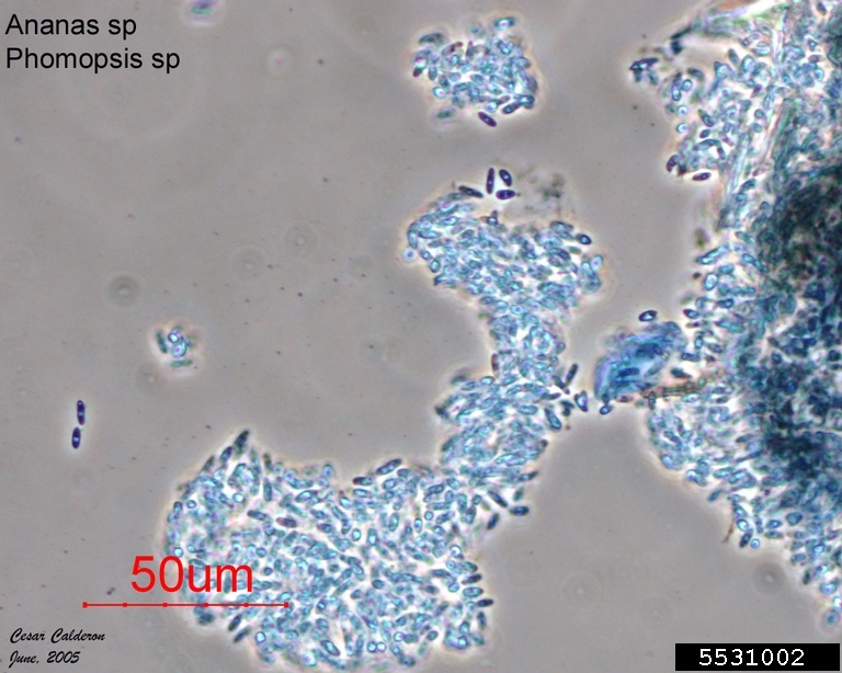 Phomopsis cankers and twig blights (Genus Phomopsis (Sacc.) Bubák)