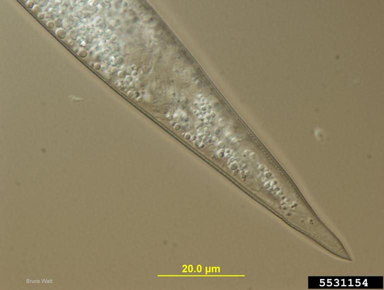 alfalfa stem nematode (Ditylenchus dipsaci (Kühn) Filipjev)