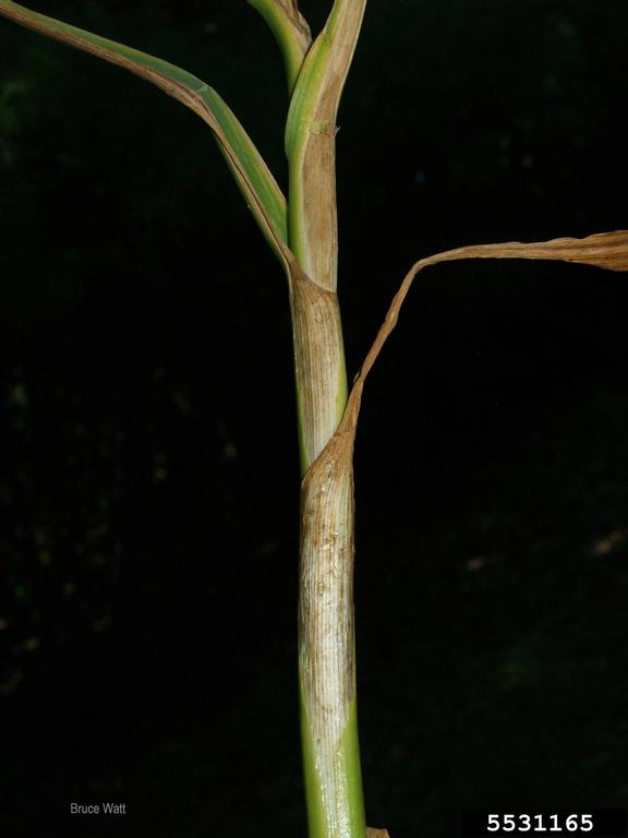 anthracnose (Genus Colletotrichum)