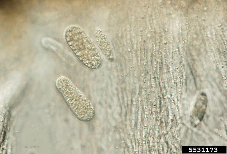 Botryosphaeria rots and cankers (Genus Botryosphaeria Ces. & De Not.)