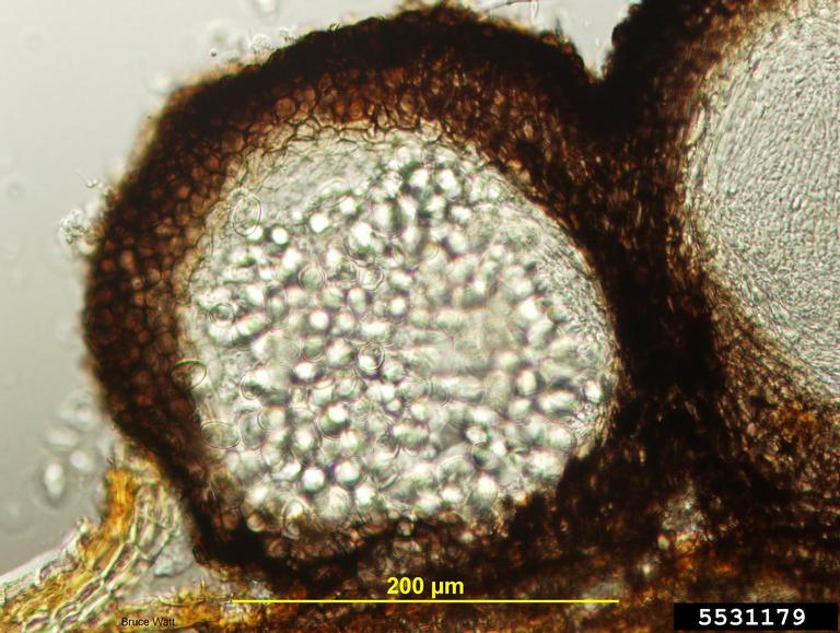 Botryosphaeria rots and cankers (Genus Botryosphaeria)