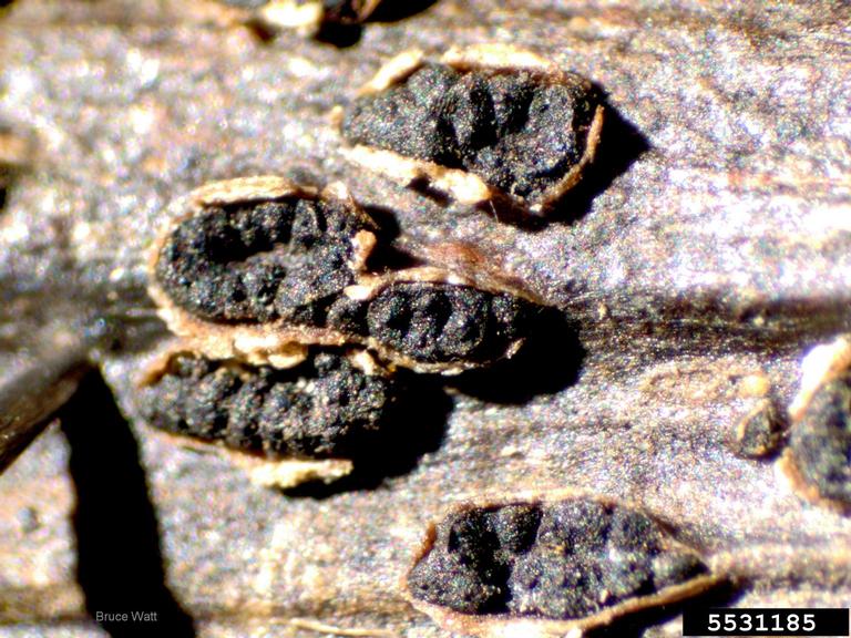 Botryosphaeria rots and cankers (Genus Botryosphaeria Ces. & De Not.)