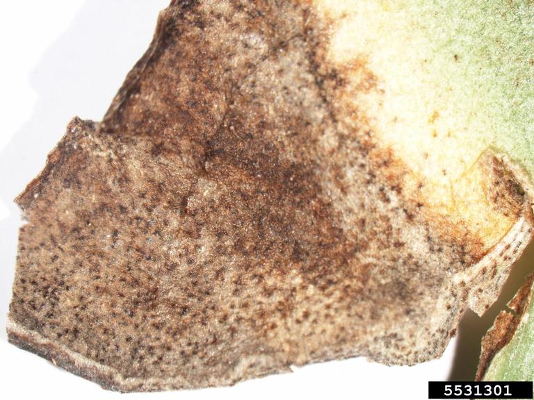 bitter rot and anthracnose (Colletotrichum gloeosporioides (Penz.) Penz ...