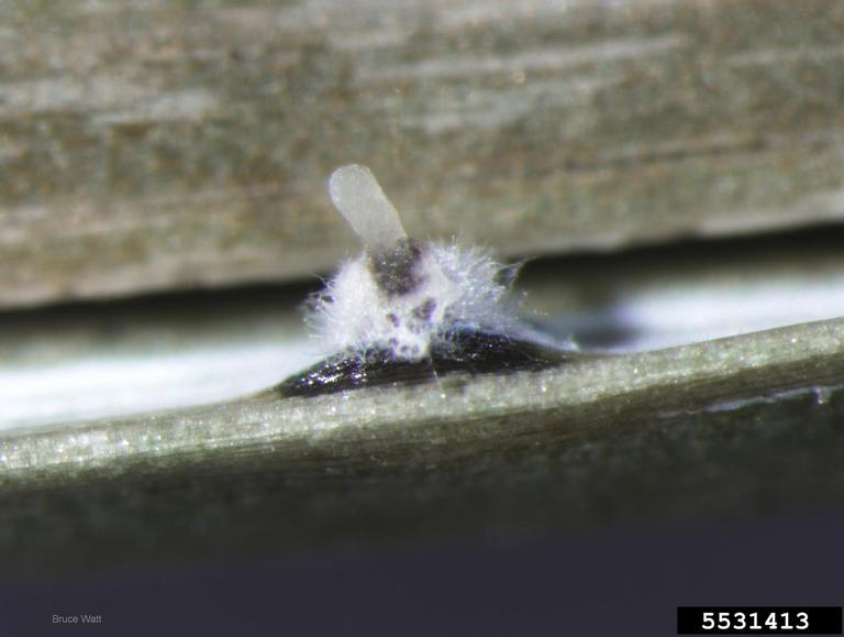 Phomopsis cankers and twig blights (Genus Phomopsis)