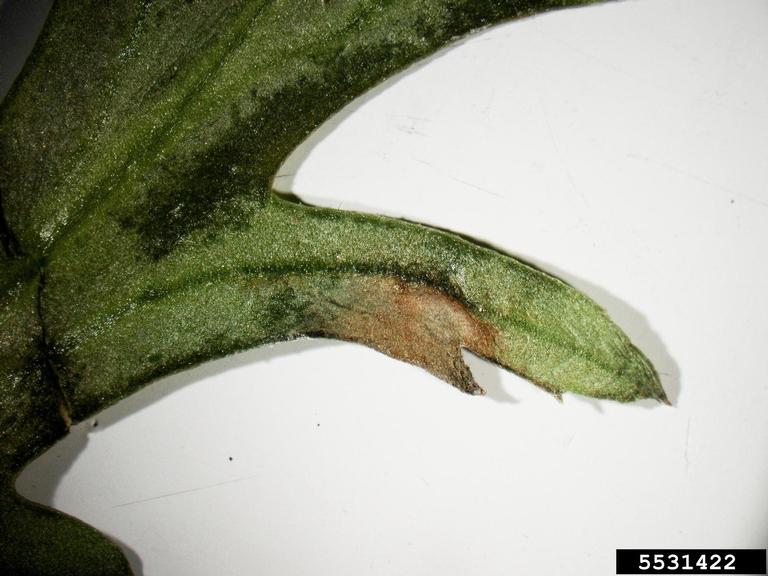 Cercospora leaf spot (Cercospora apii Fresen.)