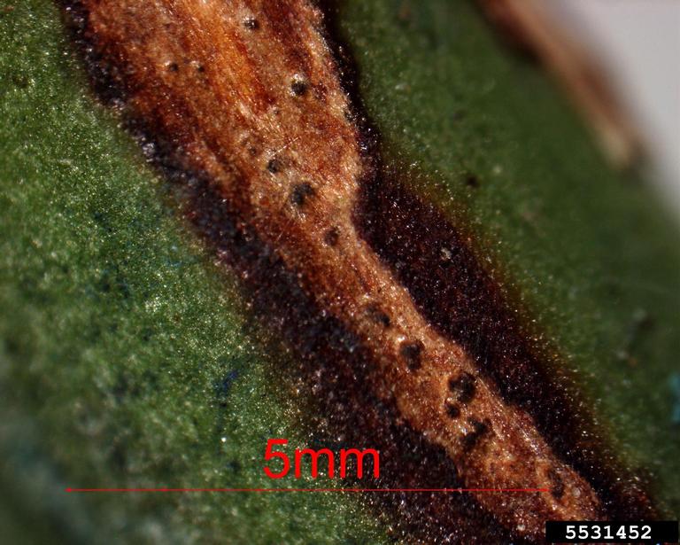 Phaeosphaeria fungi (Genus Phaeosphaeria I. Miyake)