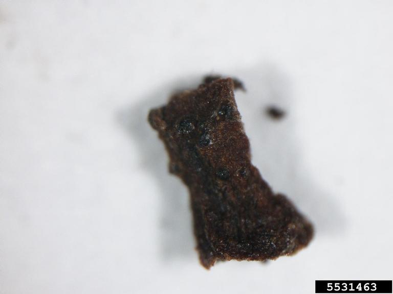 Fusicoccum canker (Genus Fusicoccum Corda, 1829)