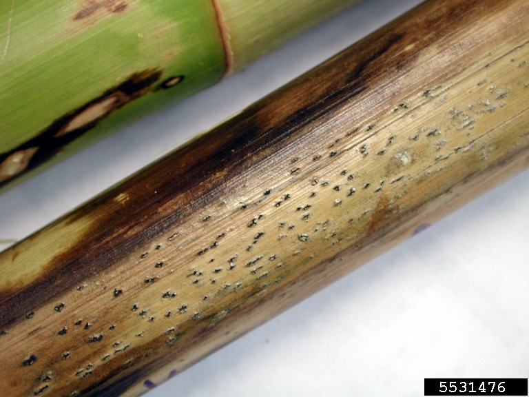 Java black rot (Lasiodiplodia theobromae (Pat.) Griffon & Maubl.)