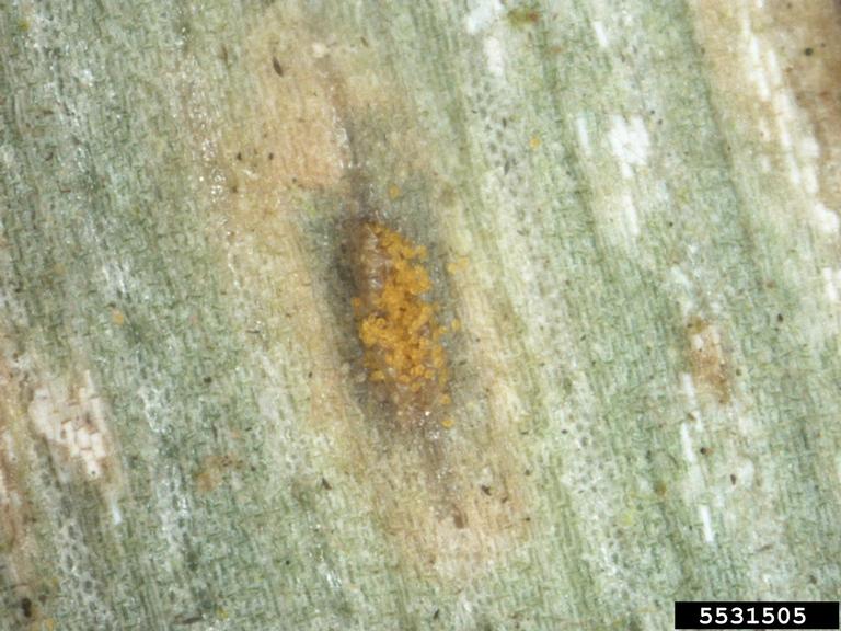 puccinia rusts (Genus Puccinia Pers.)