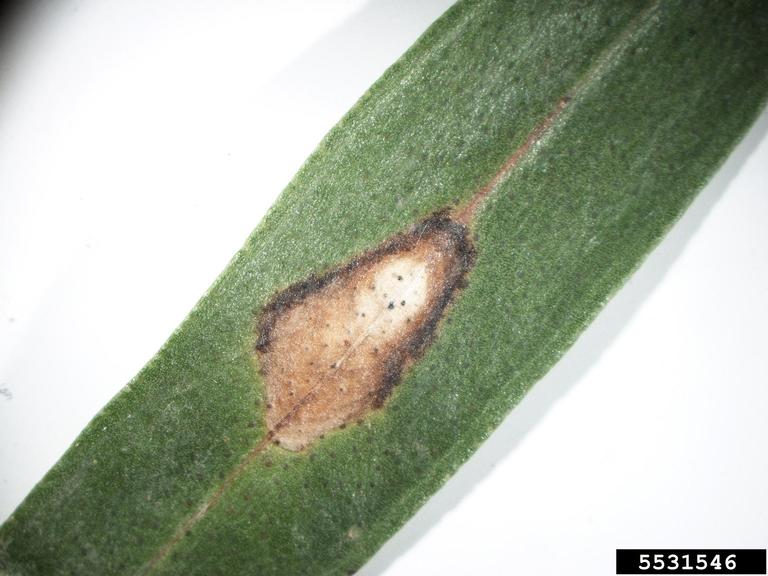 Fusicoccum canker (Genus Fusicoccum Corda, 1829)