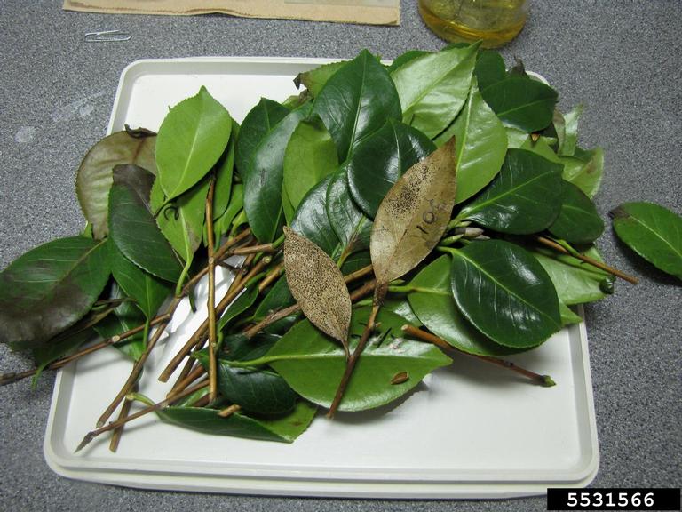 Pestalotiopsis blight (Pestalotiopsis guepinii)