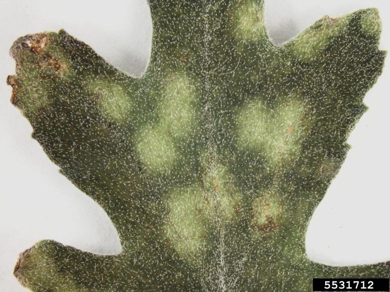 chrysanthemum white rust (Puccinia horiana P. Hennings)