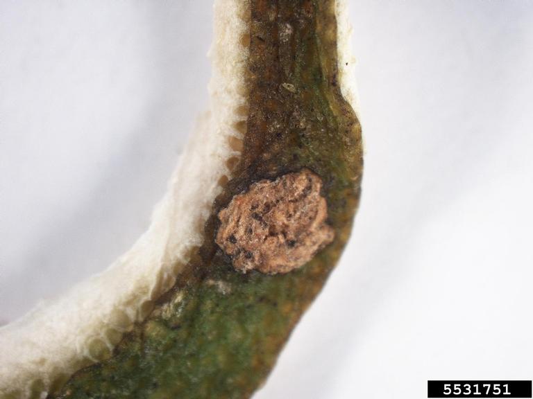 Botryosphaeria rots and cankers (Genus Botryosphaeria)