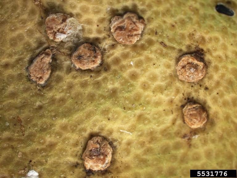 citrus canker (Xanthomonas citri (ex Hasse 1915) Gabriel et al. 1989)