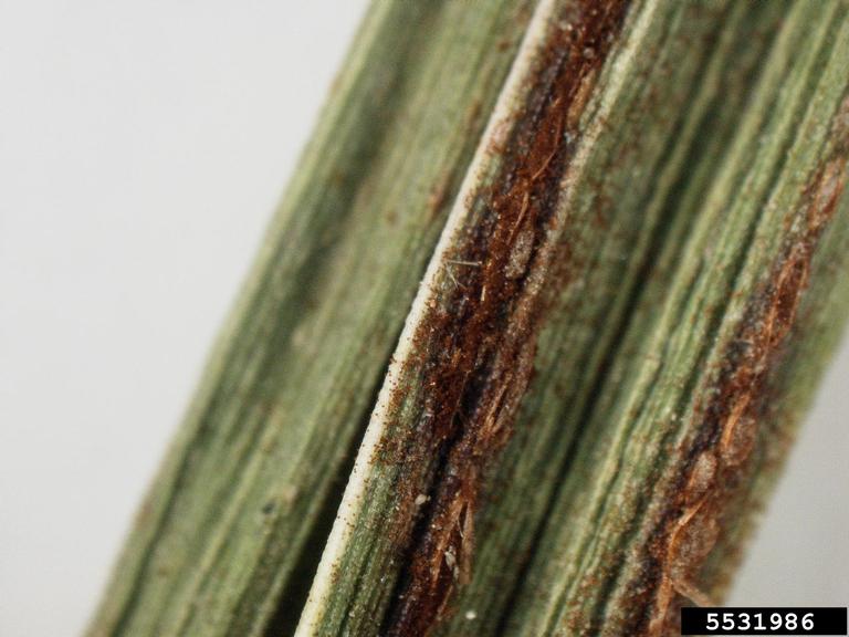 lemongrass rust (Puccinia cymbopogonis Mass. (Cummins, 1971))