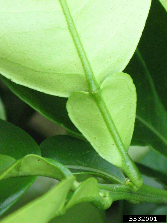 Star Ruby (Citrus paradisi cv. Star Ruby Macfad.)