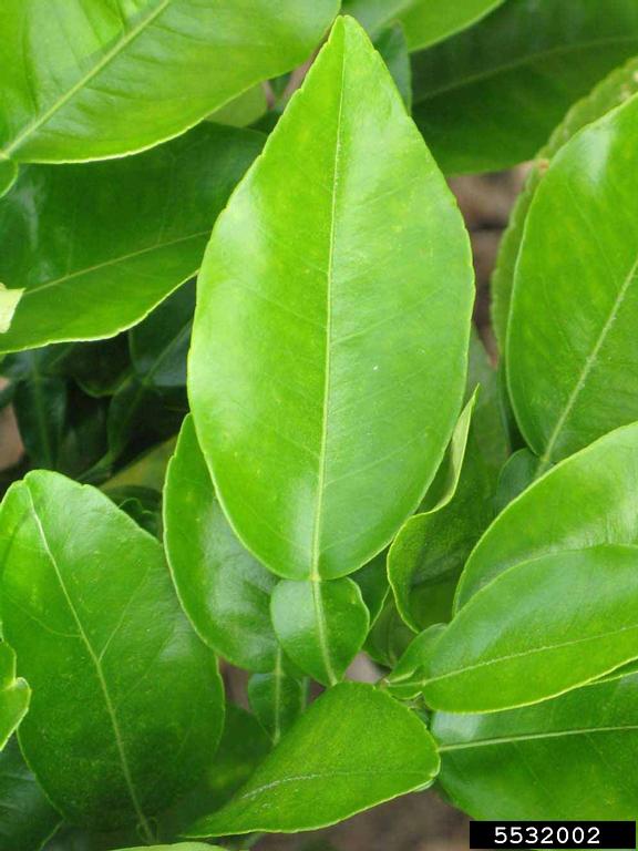 Star Ruby (Citrus paradisi cv. Star Ruby)