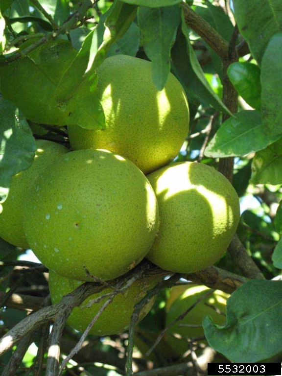 Star Ruby (Citrus paradisi cv. Star Ruby Macfad.)