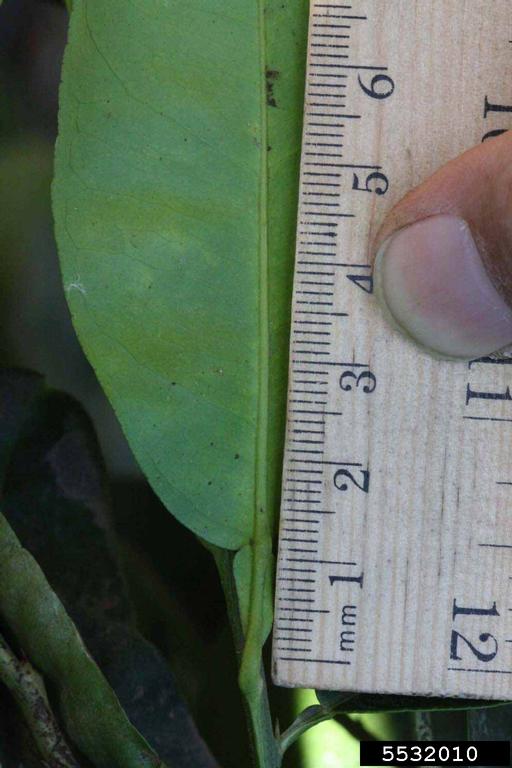 Star Ruby (Citrus paradisi cv. Star Ruby)