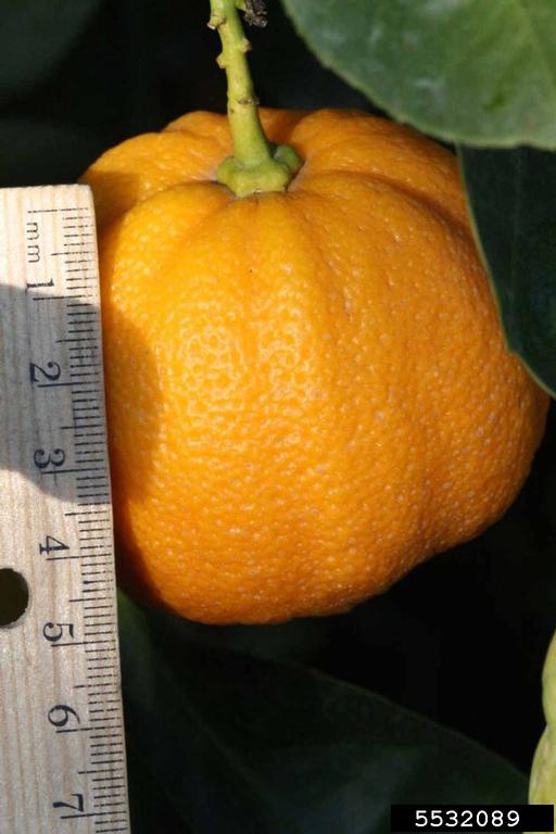 Citrus limetta cv. Sweet Limetta Risso (Synonym for Citrus x limon cv ...